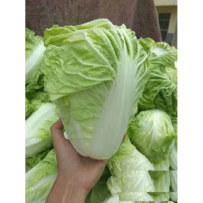 Shandong Chinese Napa Pechay Baguio Cabbage Vegetable Seeds ( 100 seeds ...