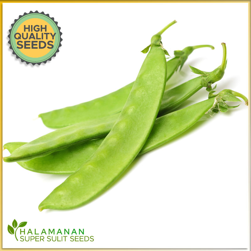 [Halamanan PH] SITSARO - SWEET PEAS SUPER SULIT VEGETABLE SEED PACK ...
