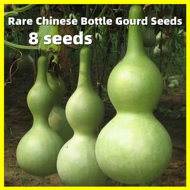Rare Chinese Bottle Gourd Seeds - 8 Seeds Giant Bottle Gourd Plants ...