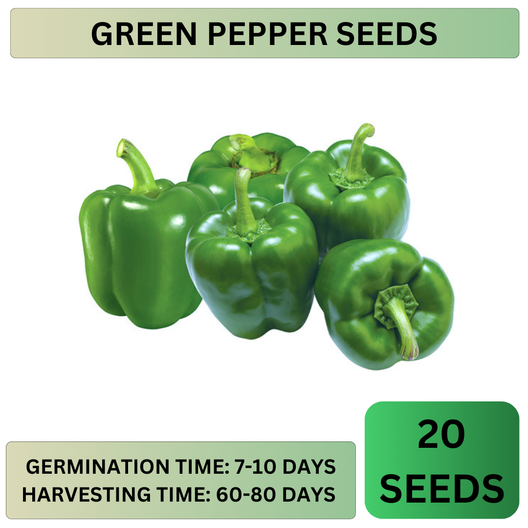 VALUE PACK (20 SEEDS) - GREEN PEPPER SEEDS FOR PLANTING/HYBRID/EASY TO ...