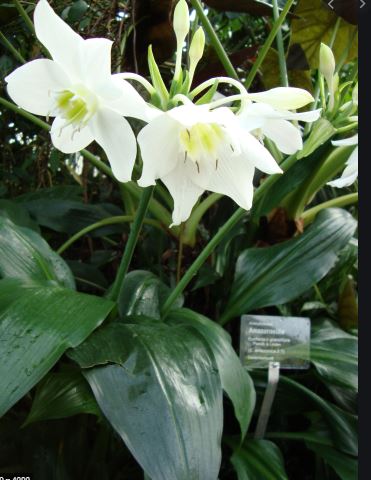 Amazon lily bulb | Lazada PH