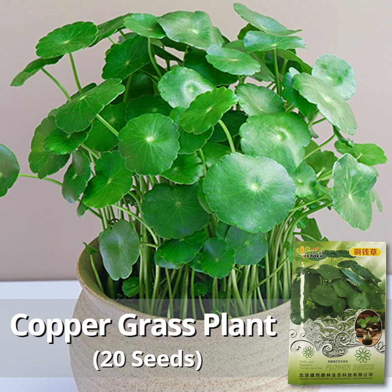 100% Original Copper Grass Plant Seeds (20 Seed) Copper Grass Pilea ...