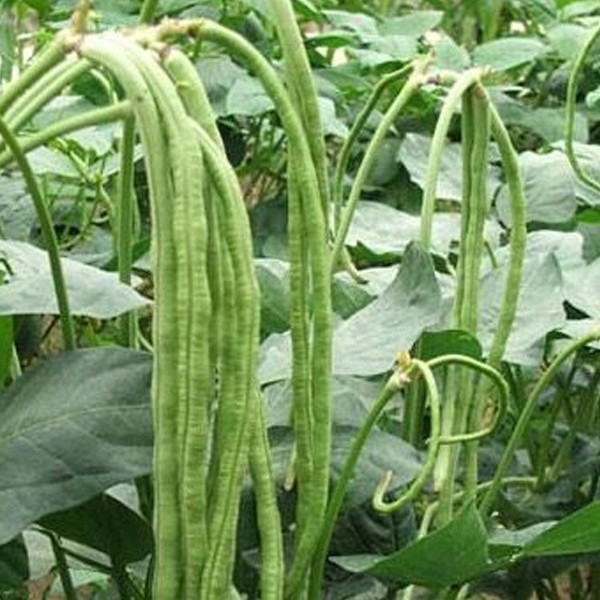 BUSH SITAW SEEDS (COWPEA) STRING BEANS | Lazada PH