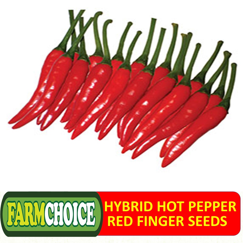 HYBRID HOT PEPPER RED FINGER PEPPER | Lazada PH