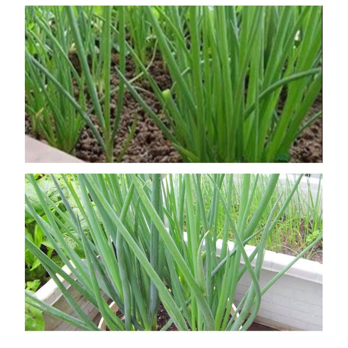Shallots Seeds 50 seeds (not plants) Vegetable Live Plants biji benih ...