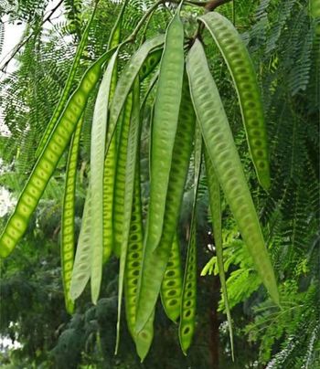 Ipil Ipil Seeds for Planting (8 seeds) | Lazada PH