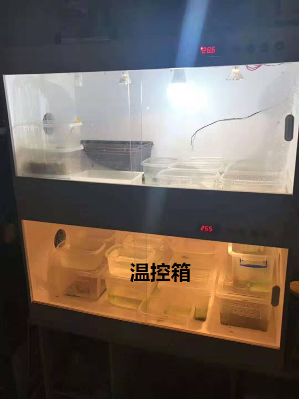 PVC crawling box reptile feeding box lizard tortoise snake pet exotic ...