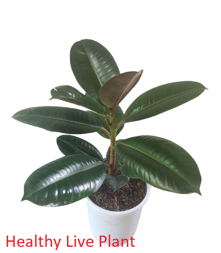 Rubber Tree Ficus elastica 'Sofia' (Height: 10 to 14 Inches) | Lazada PH