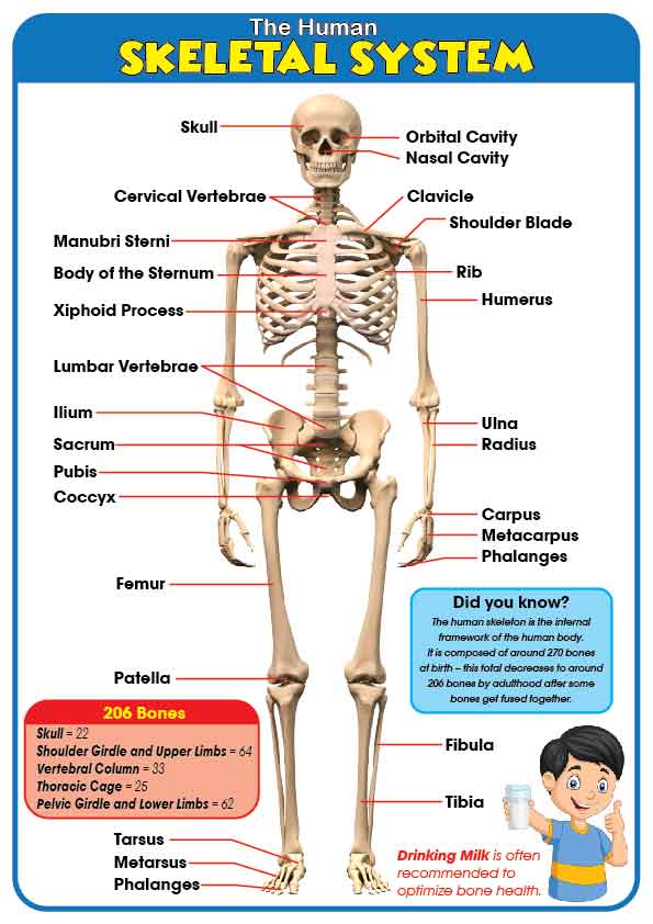 The Human Skeletal System Educational Chart - A4 Size Poster ...