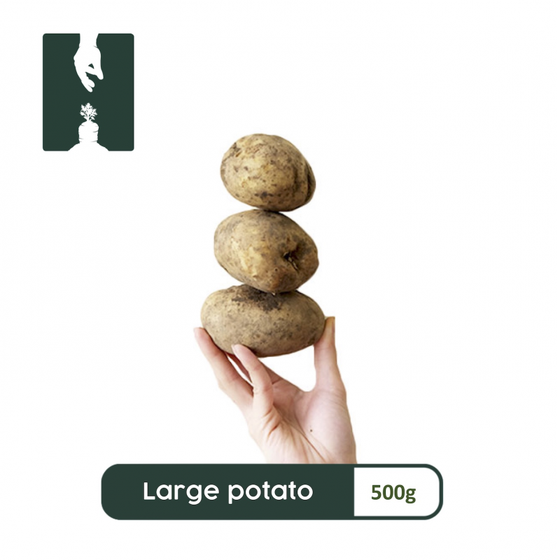 500G - LARGE POTATO / PATATAS— Fruits, Vegetables, Meat, Seafood ...