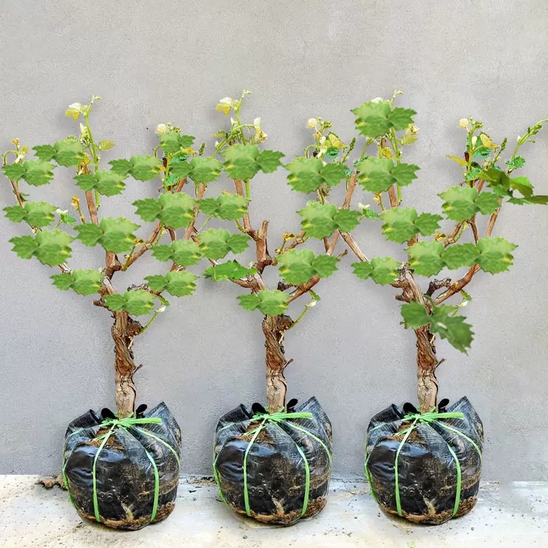 Potted grape vines, succulent fruit trees, grape fruit trees with soil ...