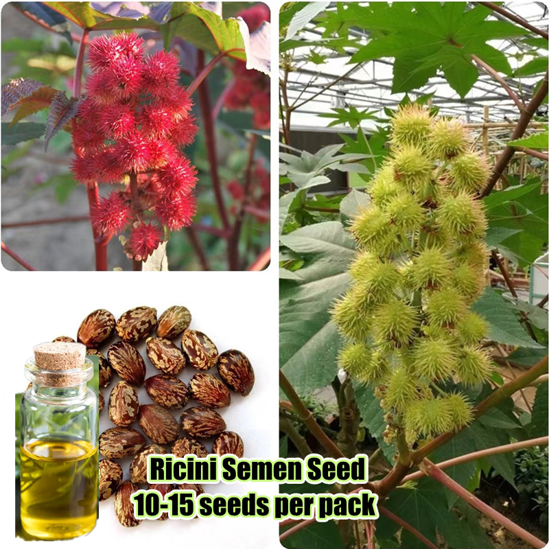 [Easy To Grow In Malaysia] Edible Red Green Ricinus Communis Ricini ...