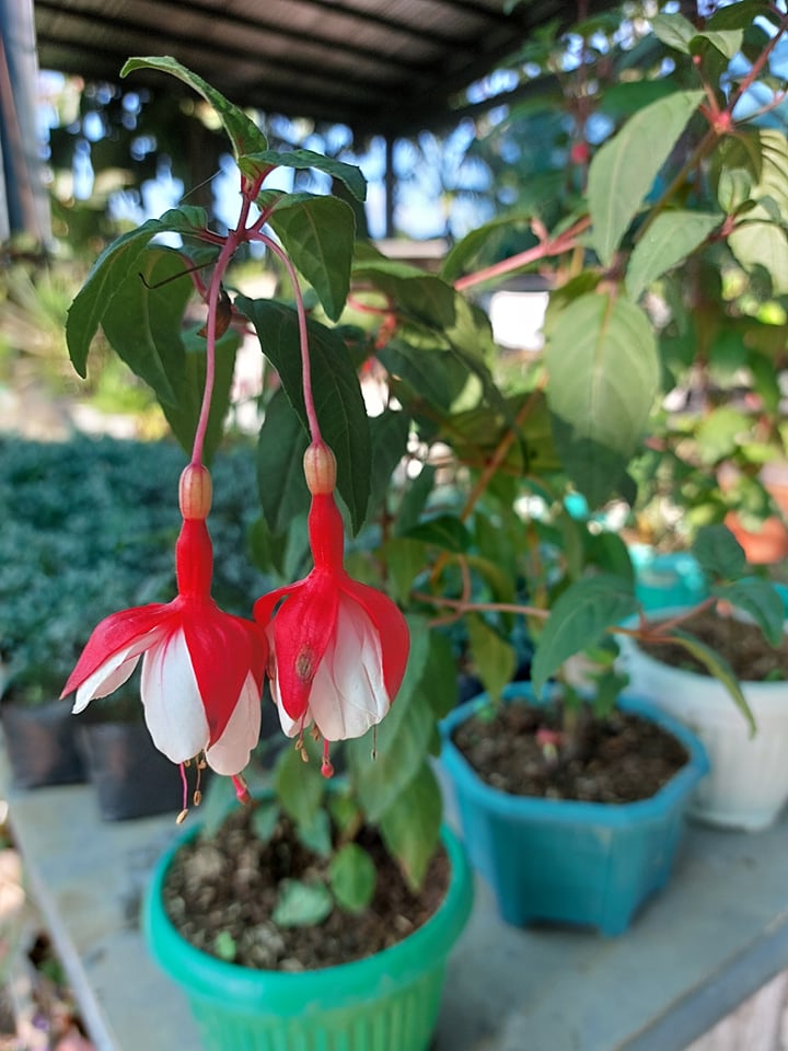 Fuchsia 'Angel Earrings Double Red" Plant with FREE plastic pot ...