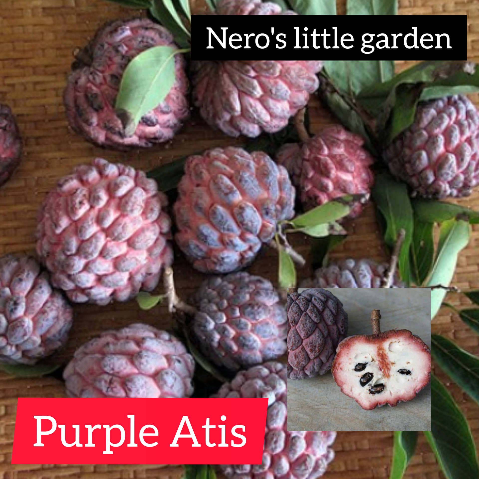 Nero's NLG0000094 purple atis grafted (2ft) | Lazada PH