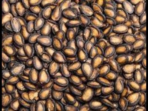 Best Roasted Watermelon Seeds / Butong Pakwan Snacks ( 100 grams ...