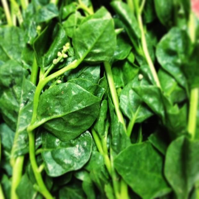 ALUGBATI GREEN SEEDS (160 seeds) | Lazada PH