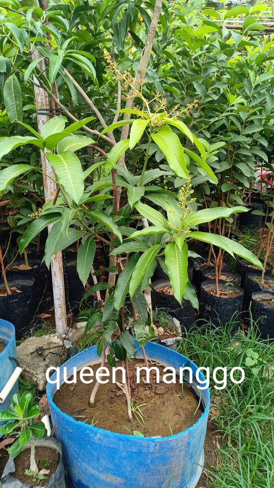 Mango Tree (Carabao Variety) with FREE plastic pot, and garden soil ...