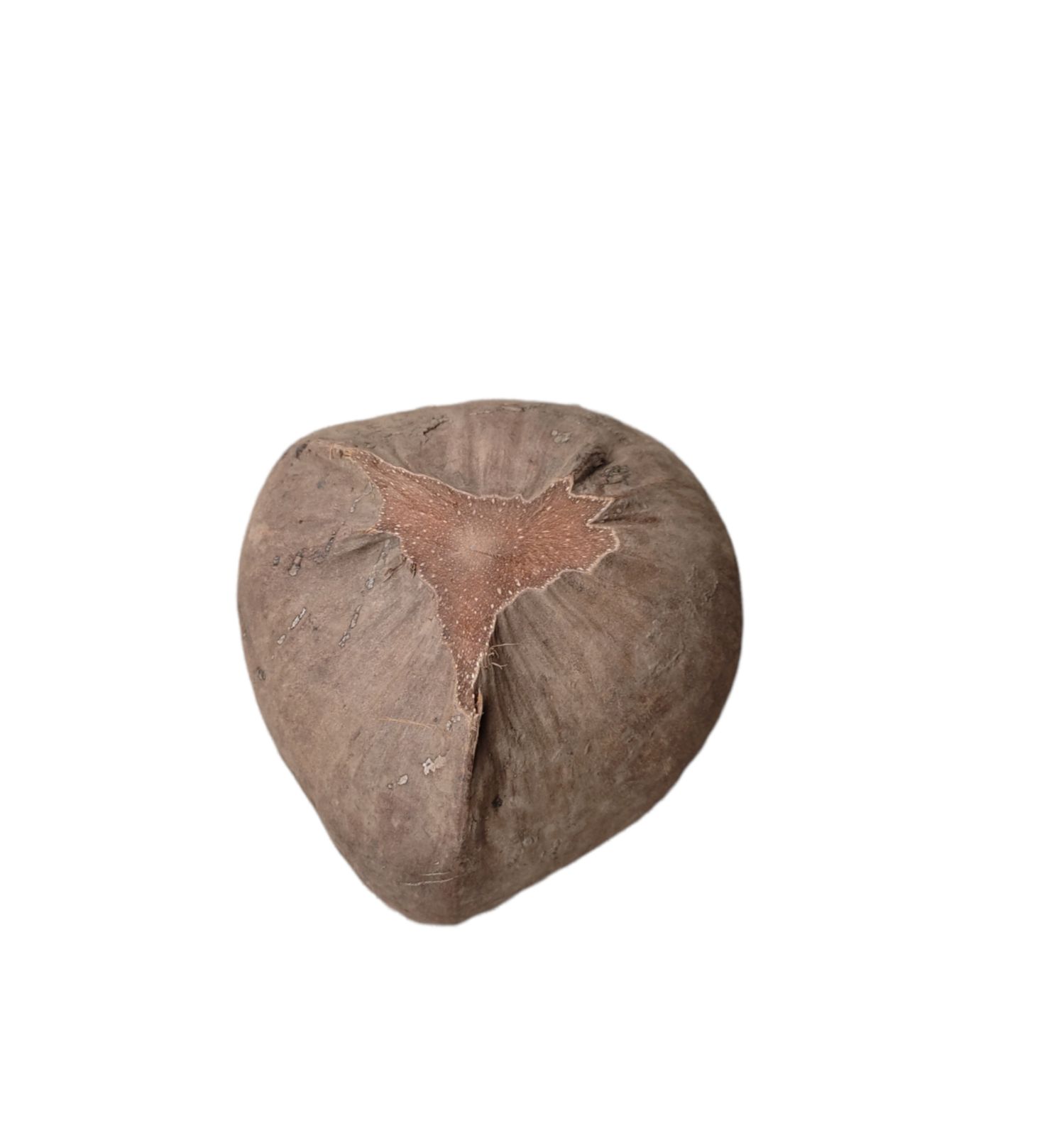 NATIVE HUSK FLOOR POLISHER, BUNOT PAMPAKINTAB SA SAHIG ,COMMON USE TO ...