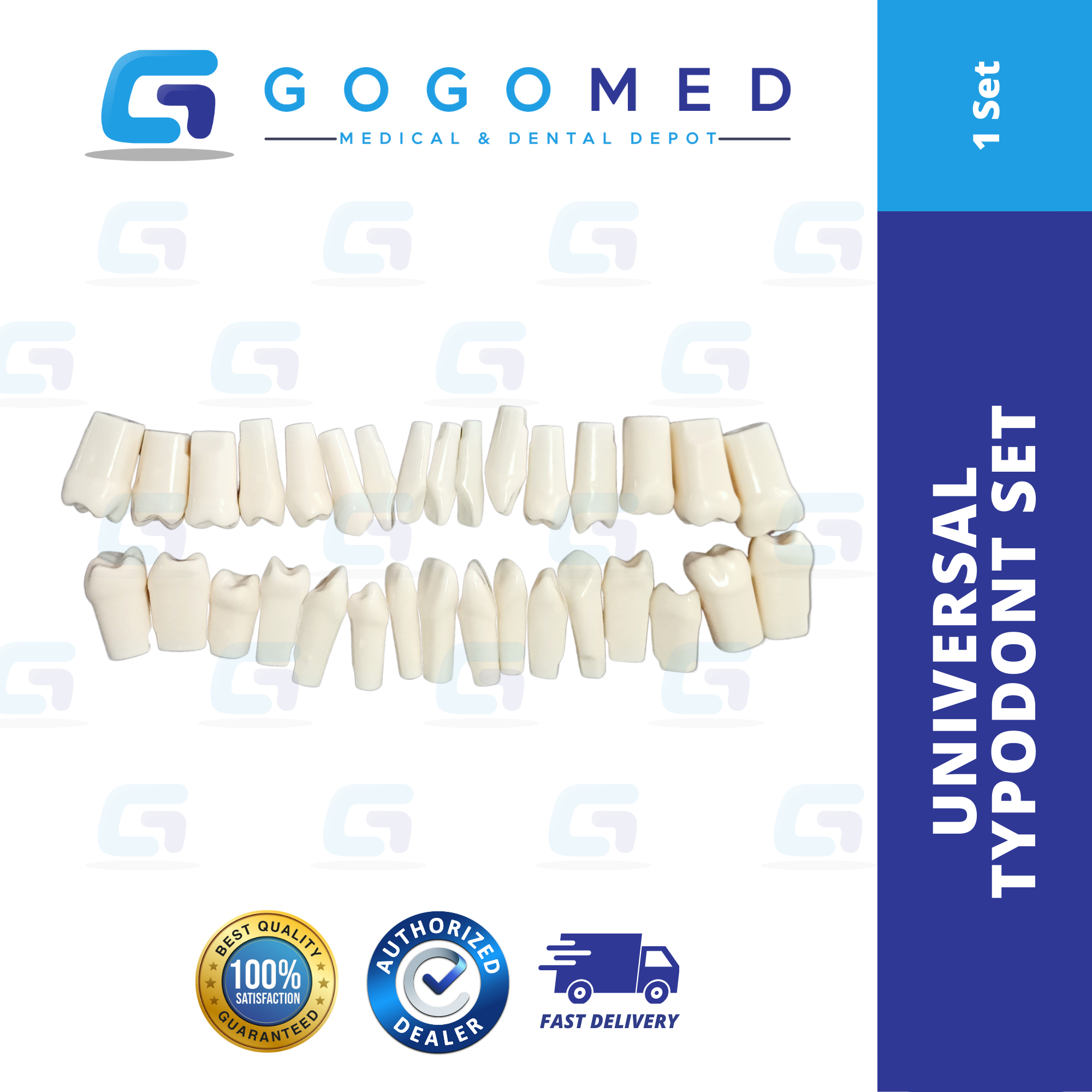 Standard Model 32 Teeth Screw Nissin Compatible Dental Typhodont ...