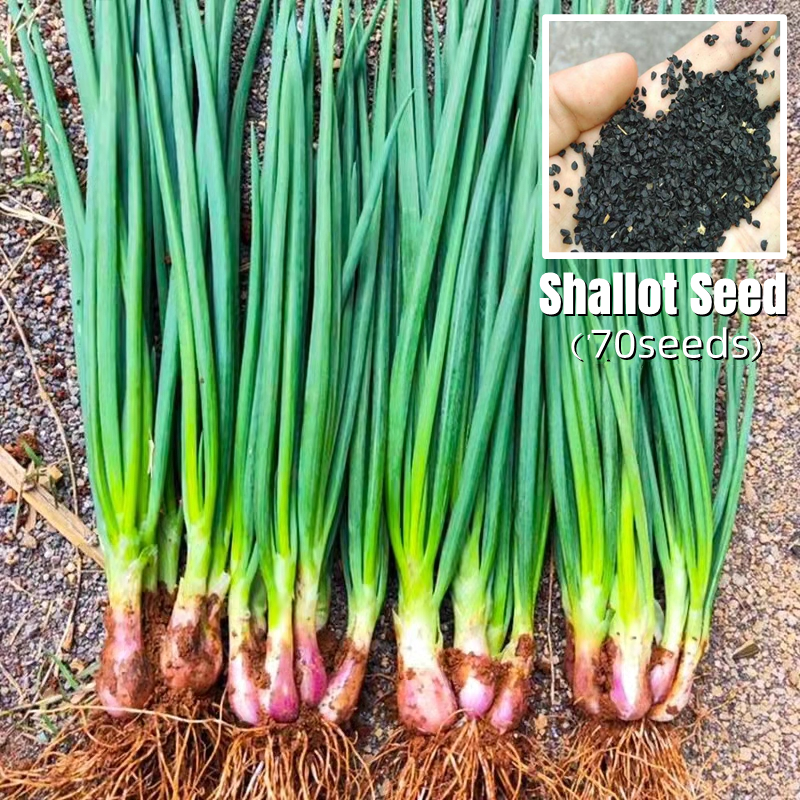 [Fast Growing] 100 Seeds Full Seasons Shallot Seeds for Planting Vegetables Organic Chives ...