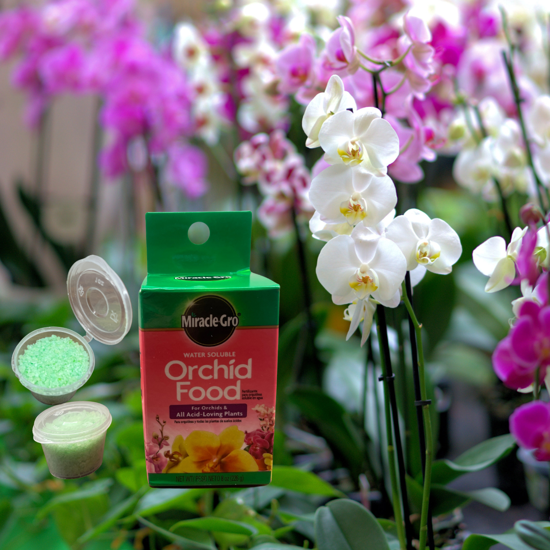 Miracle Gro Rose Plant Food for Bigger More Beautiful Roses / All Purpose Plant Food / Bloom ...