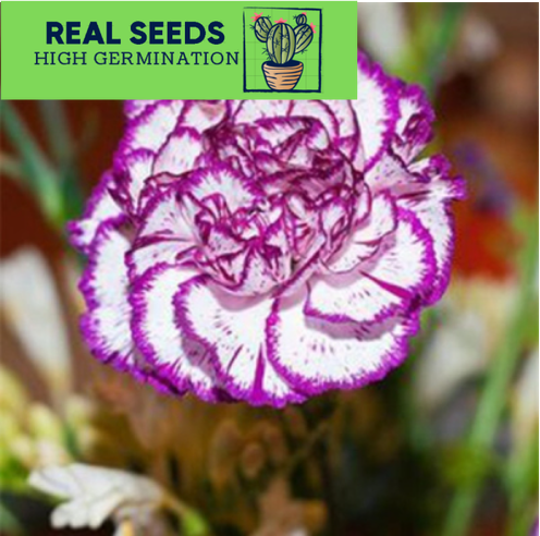 Carnation Seeds Balcony Potted Courtyard Garden Plants Flower Seeds for ...