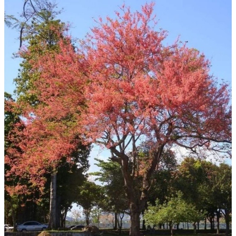 Japanese Flowering Cherry Blossom Sakura Seeds High Germination | Lazada PH