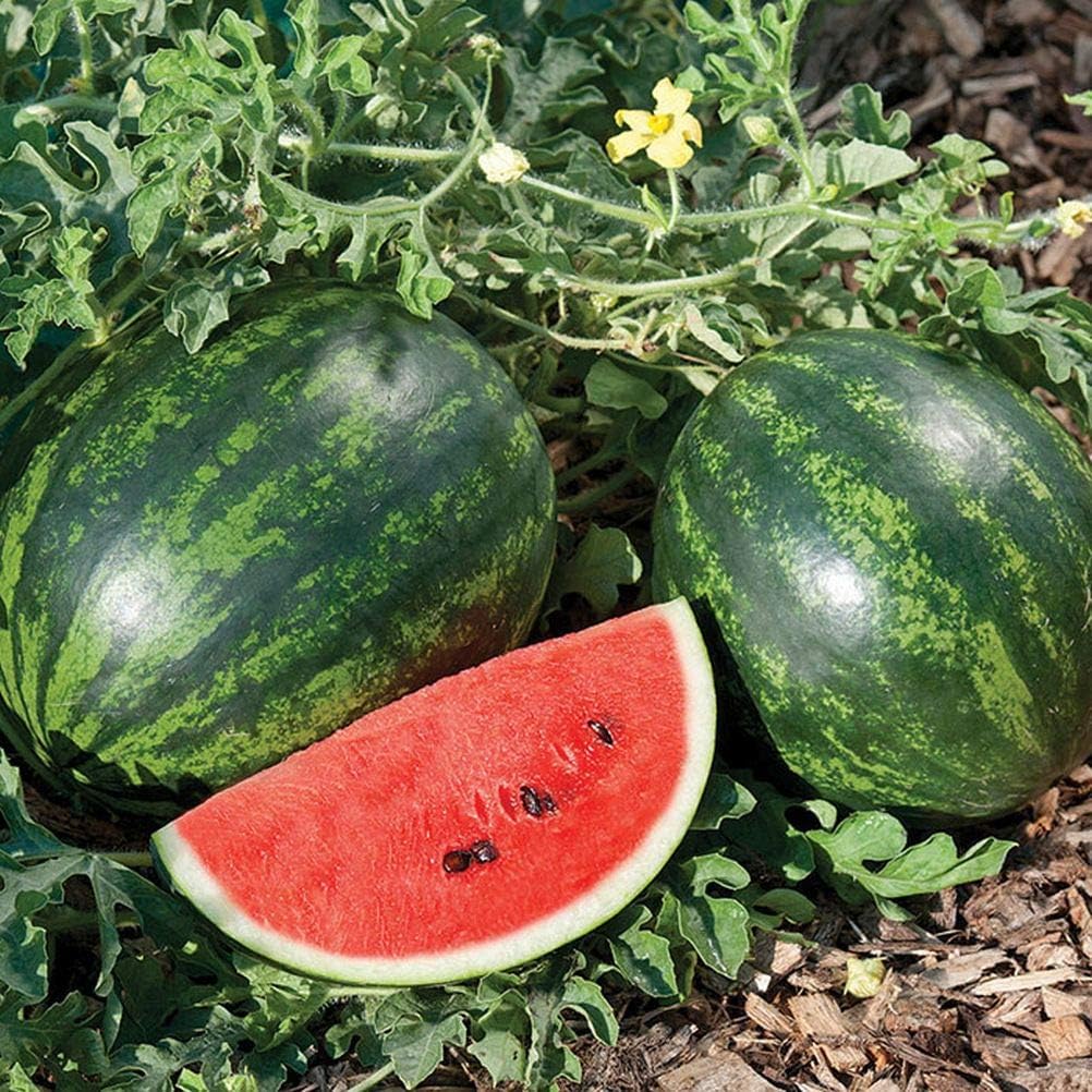 Sugar Baby Watermelon Seeds Crimson Sweet Watermelon Fruit Heirloom ...