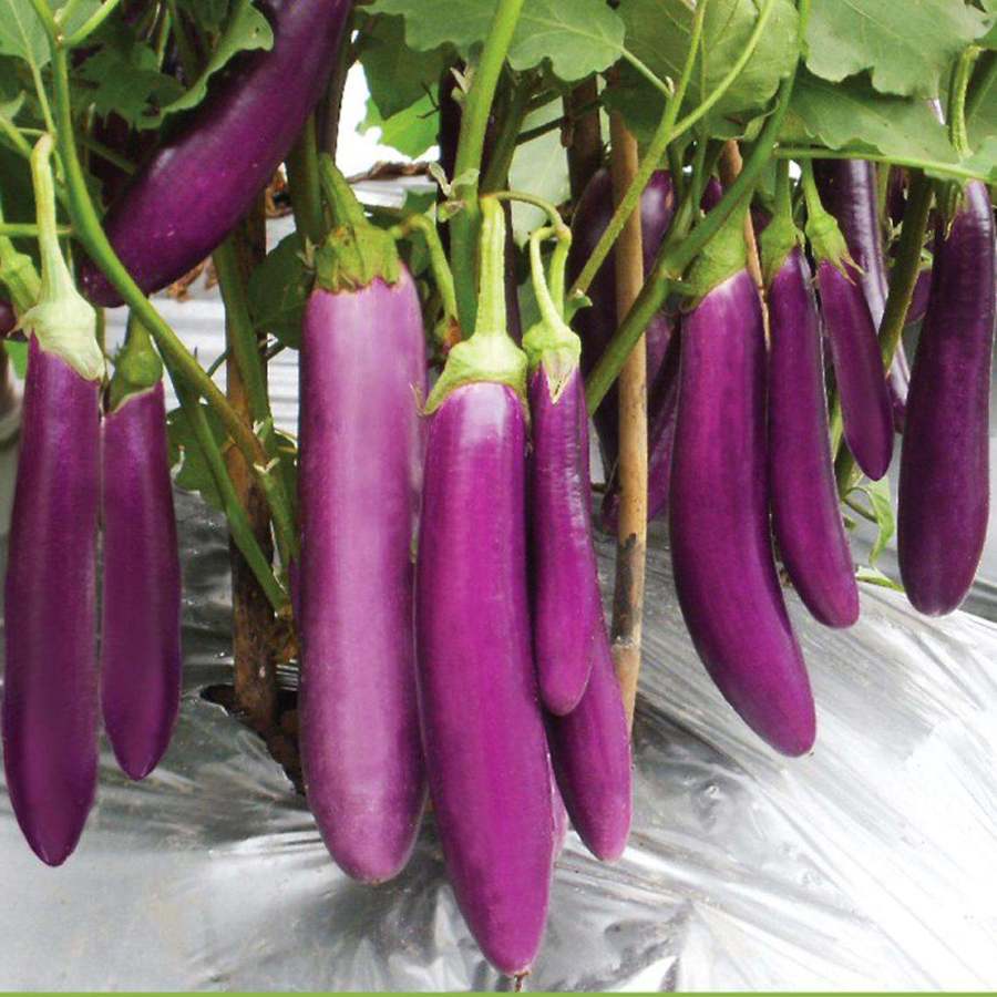 *INTRODUCTORY SALE!!!* 120++ SEEDS - EGGPLANT LONG PURPLE (CONDOR ...