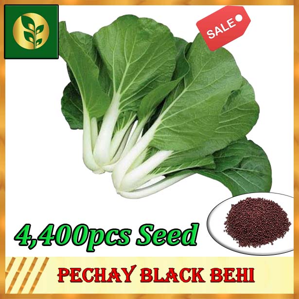 Pechay Seeds | Premium Pechay Seeds | Vegetable seeds | Golden Plant ...