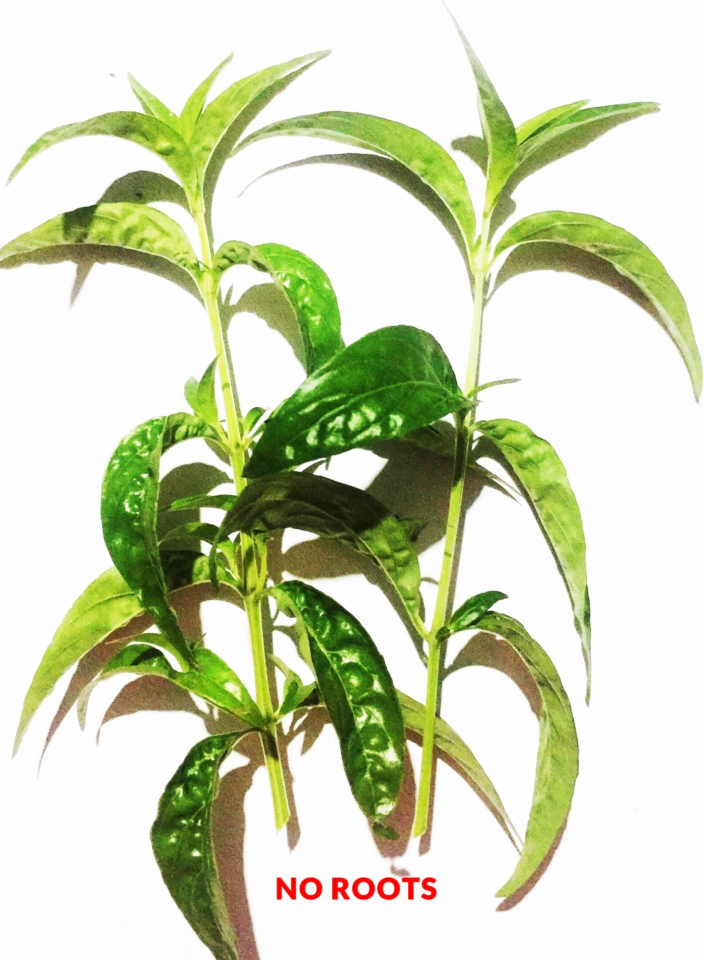 FRESH LEAVES MEDICINAL SERPENTINA STEMS (NO ROOTS) | Lazada PH