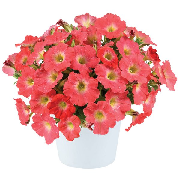 Petunia Seeds, Peach Pink, Flower Seeds (10 seeds) | Lazada PH