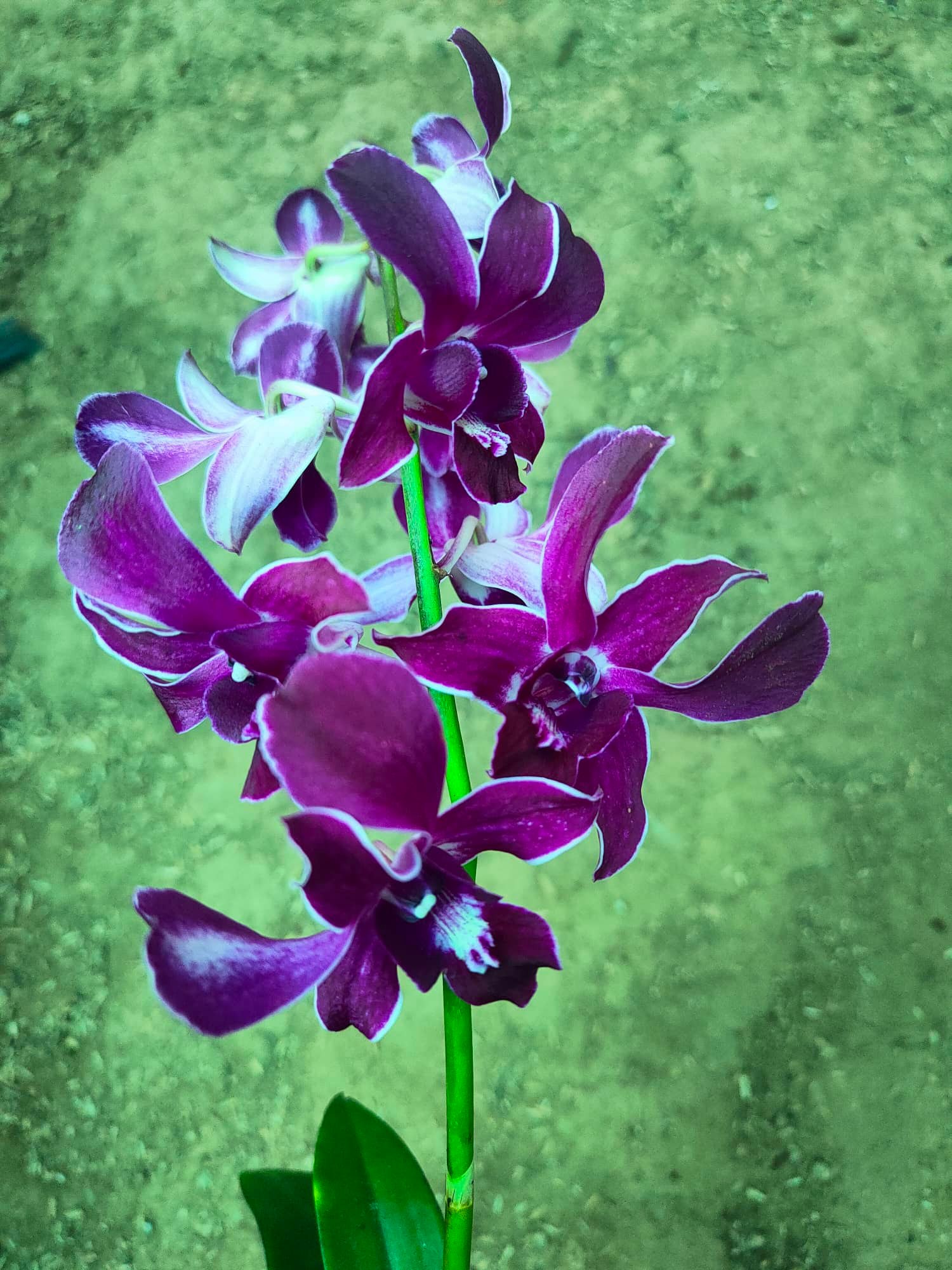 Orchids Pure Purple (Live Rare Flowering Plant) with FREE garden loam ...
