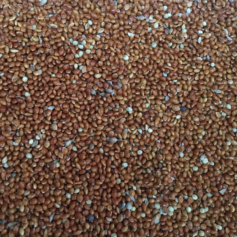 Bird Seeds White Millet Red Millet Oat Growth Canary Sunflower Stripe ...