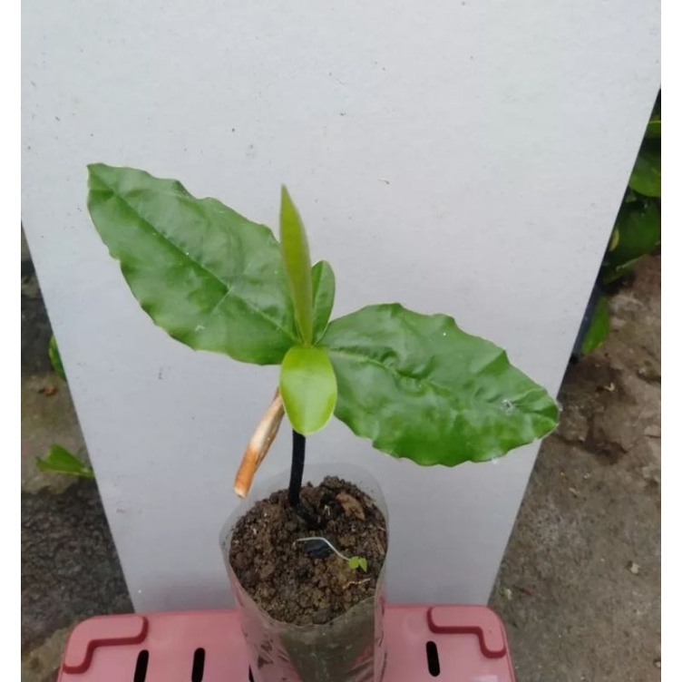 Mabolo / Kamagong / Velvet Apple Live Rooted Plant (From Seeds) | Lazada PH