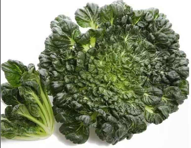 Organic Green Rosette Bok Choy Tatsoi Vegetable Seeds ( 1000 seeds ...