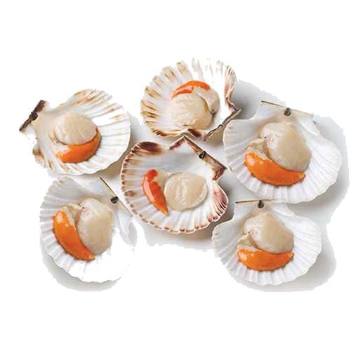 Frozen Local Scallops Half Shell (500g) from GenSan | Lazada PH