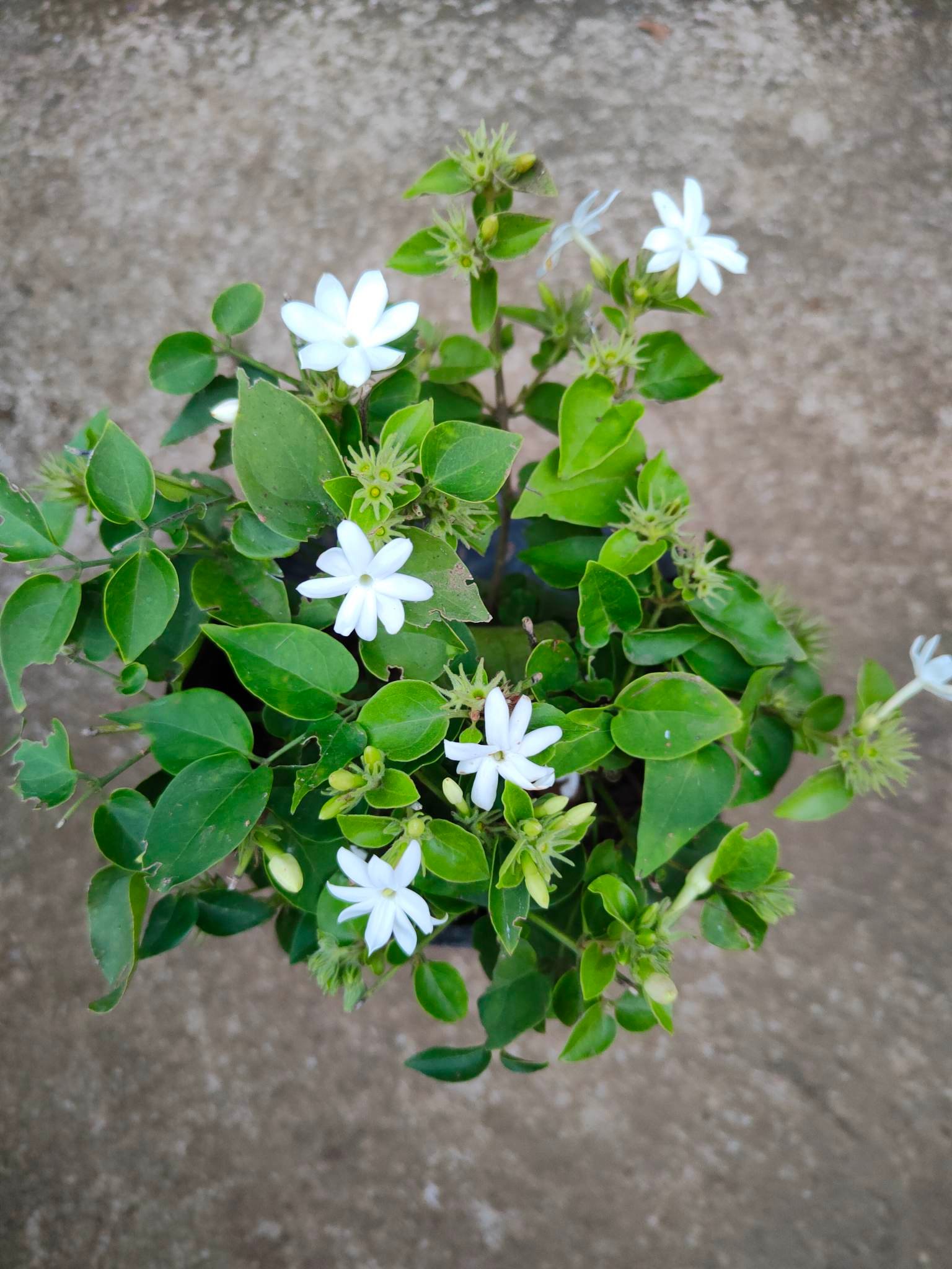 Sampaguita Flower Pictures | Best Flower Site