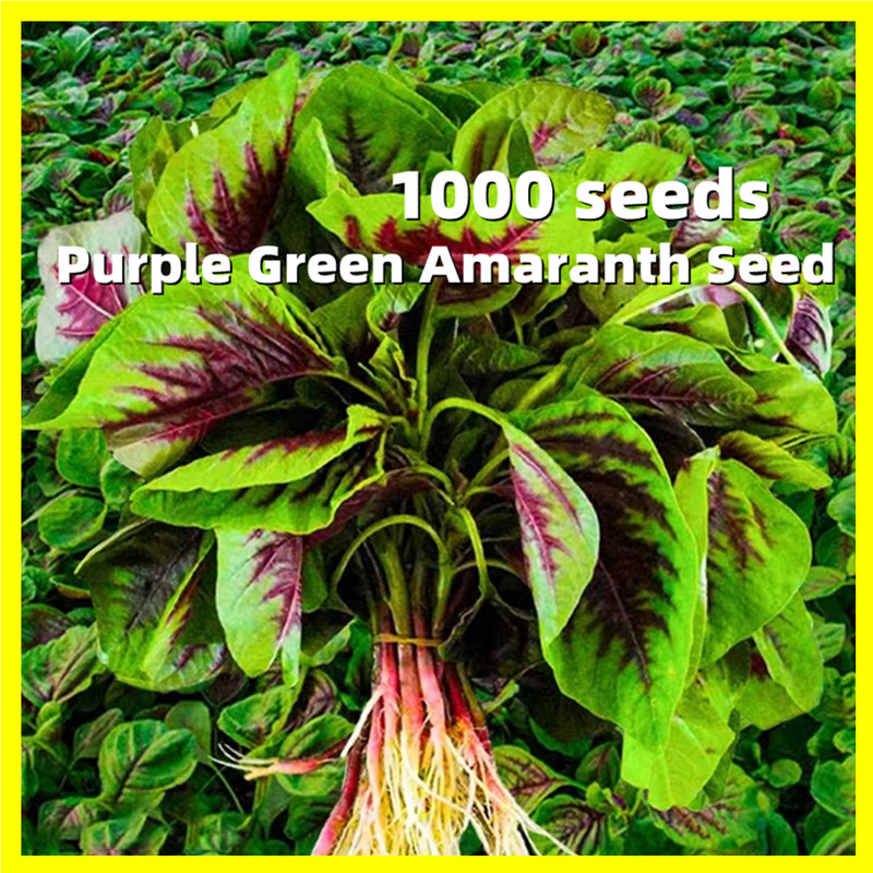 Purple Green Amaranth Seeds - 1000 Seeds Rare Amaranth Plants Seeds ...