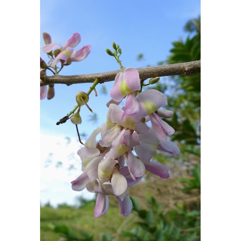 madre de cacao/kakawate/aaron’s rod/glory cedar/mexican lilac seeds ...