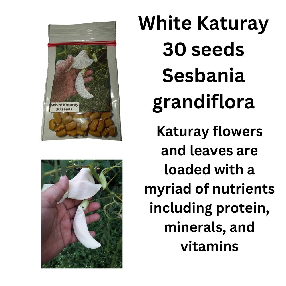 White Katuray 30 seeds Sesbania grandiflora Edible flower | Lazada PH