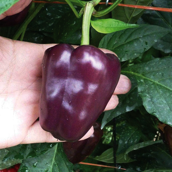 Purple Sweet Pepper Seeds - Bell Pepper Seeds Purple Star Seeds | Lazada PH