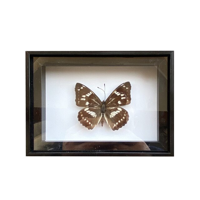 Natural Real Butterfly Specimen Insect Real Butterflies Monarch ...