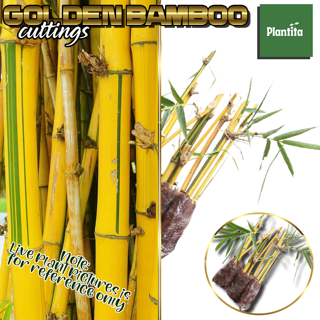 PLANTITA HOMES- YELLOW BAMBOO CUTTINGS THE WOODY AND HOLLOW STEMS OF ...