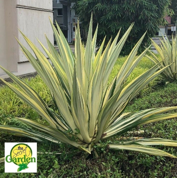 Giant False Agave with FREE plastic pot, and garden soil (Semi Indoor ...