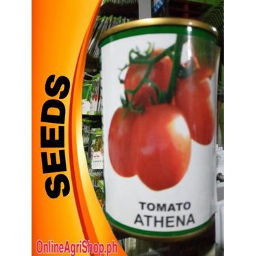 ATHENA (18000 SEEDS /50 GRAMS) OPV TOMATO SEEDS BY CONDOR SEEDS The New ...