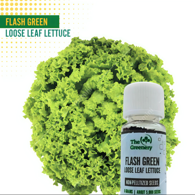 Kaneko Japan | Lettuce Seeds | Flash Green | Lazada PH