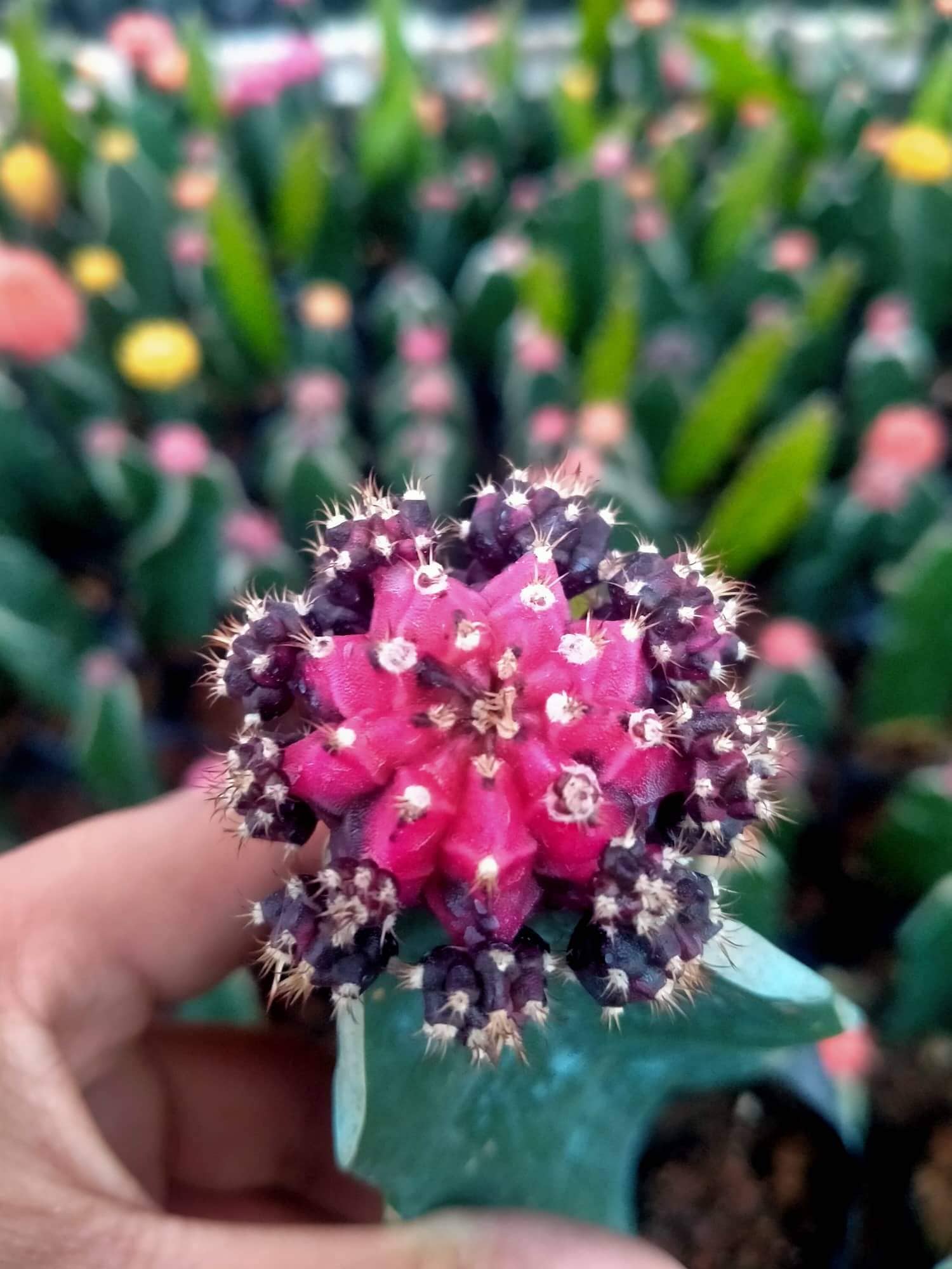 Rare, Uncommon, and Collectible Grafted Cactus (Live Plant) | Lazada PH