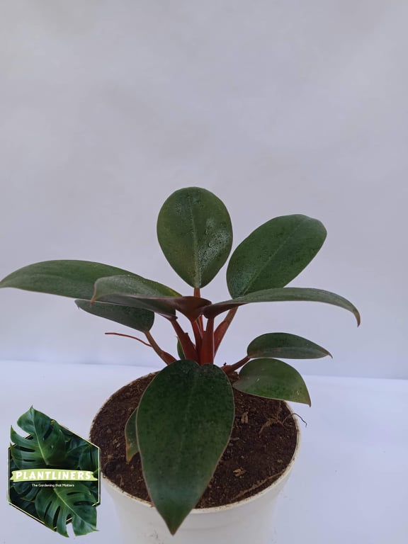 [Plantliners] Dwarf Philodendron Red Congo (Rare Plant - Last 3 Stocks ...