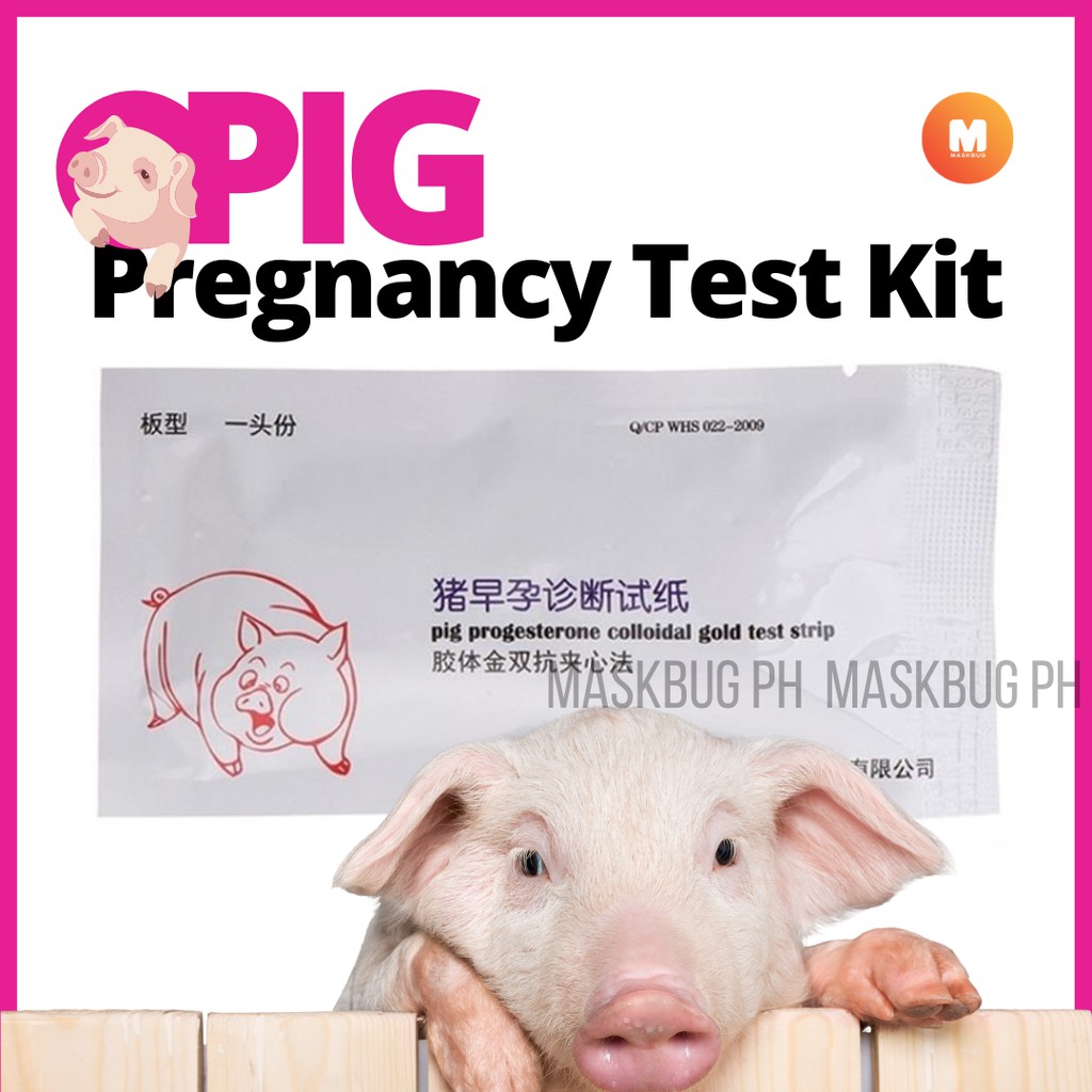 barko agad MASKBUG PIG PREGNANCY TEST KIT | Pig Urine Pregnancy Test ...